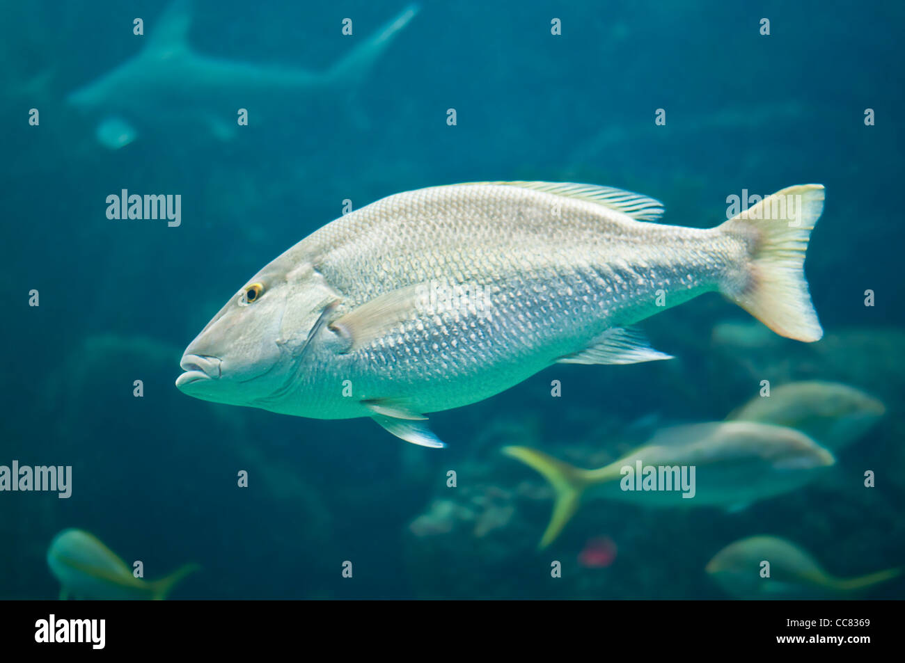 Reef exotic hi-res stock photography and images - Alamy