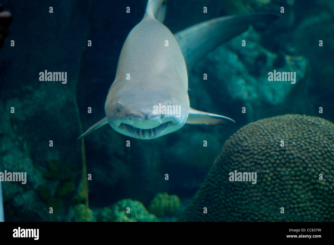 Shark mouth close up teeth hi-res stock photography and images - Alamy