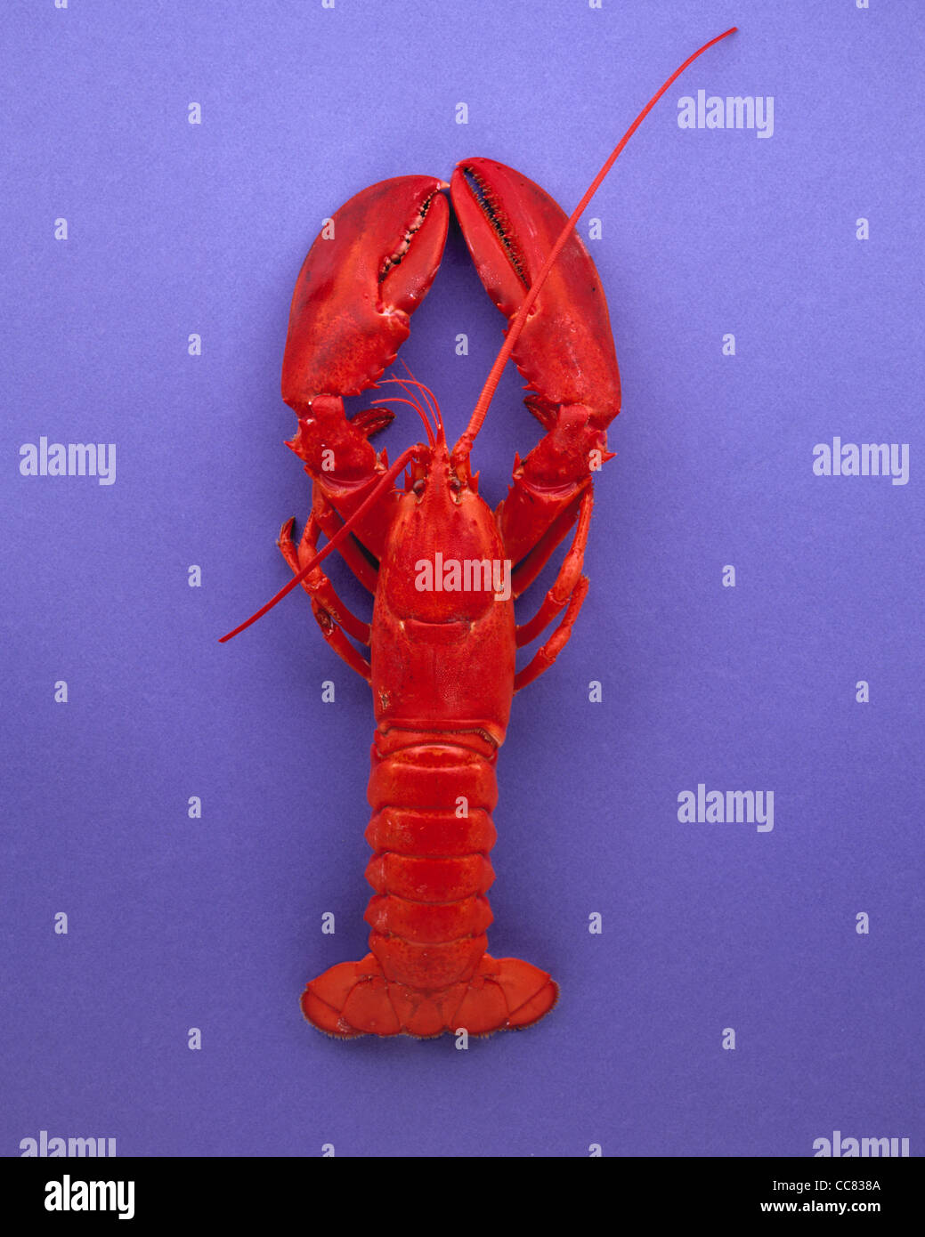 Cut out: Lobster Stock Photo - Alamy