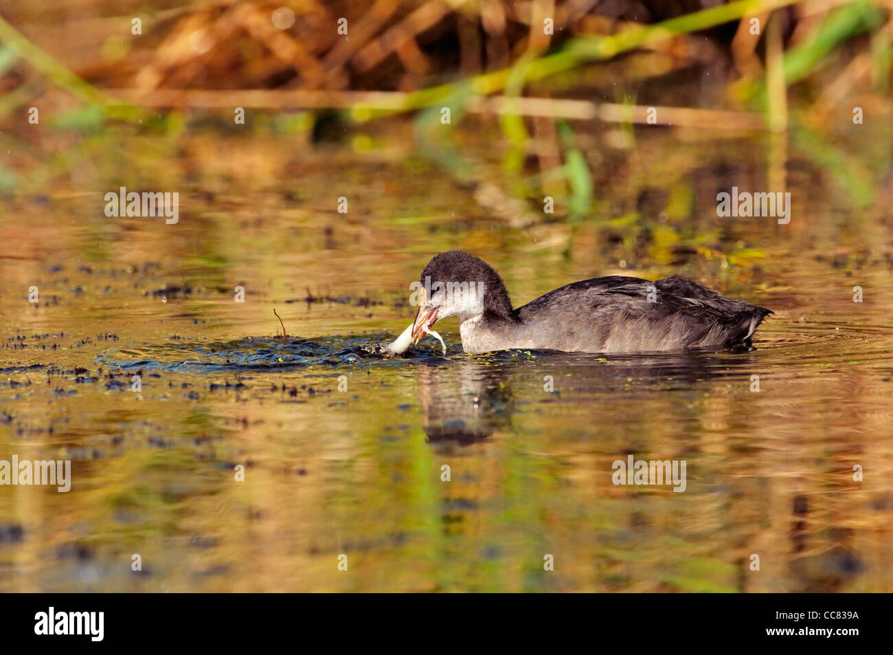 Juvenile Eurasian Coot (Fulica atra) eating water plants Stock Photo ...