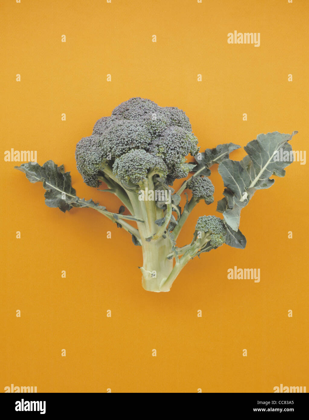 Cut out: Broccoli Stock Photo - Alamy