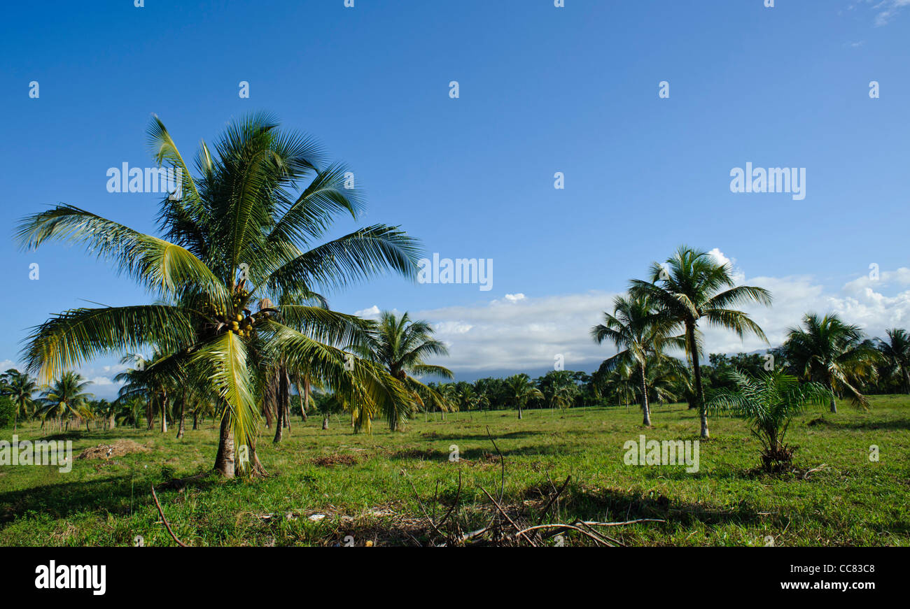 African Palm trees in Honduras Stock Photo - Alamy