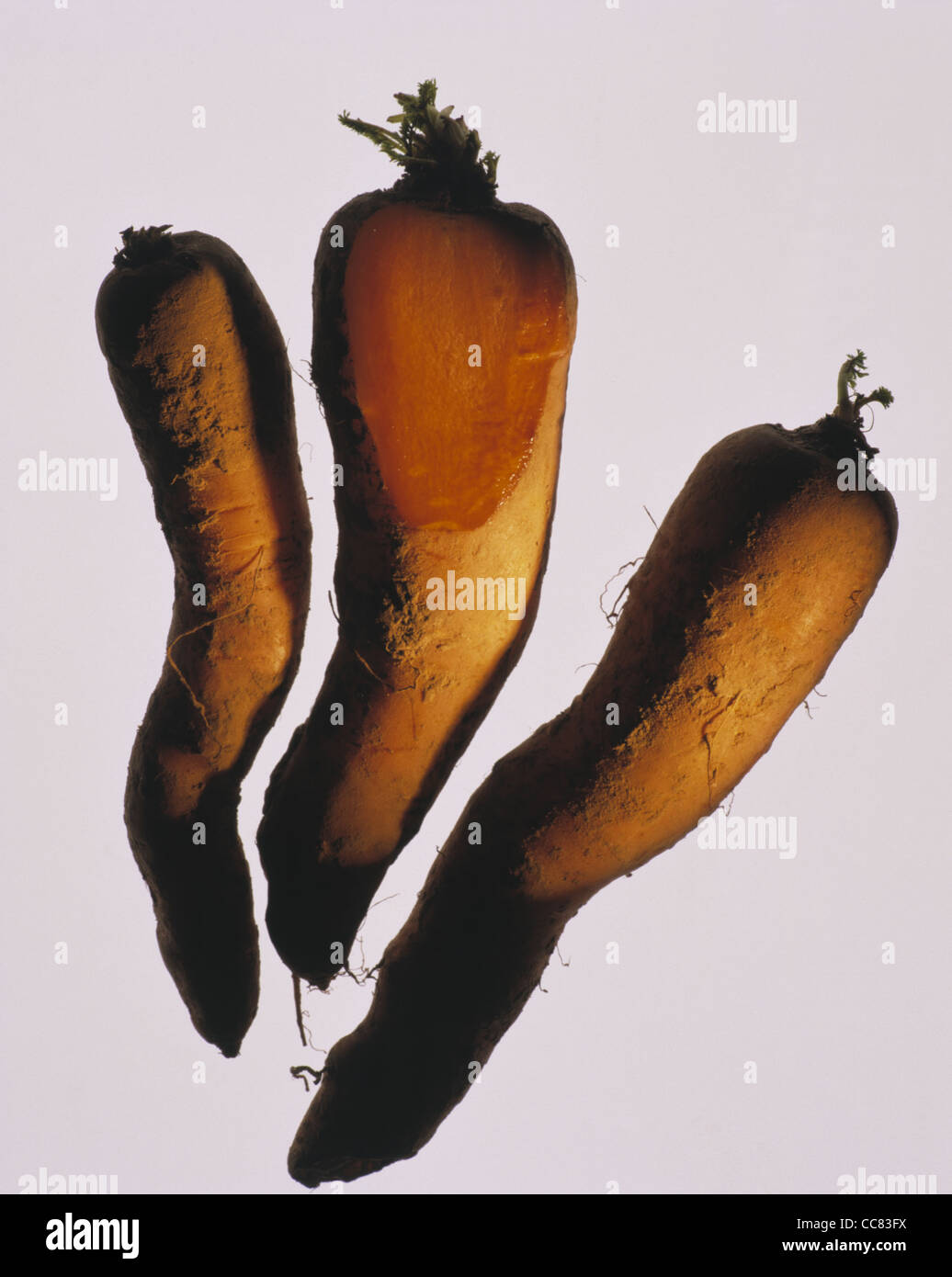 Cut out: Carrots Stock Photo - Alamy