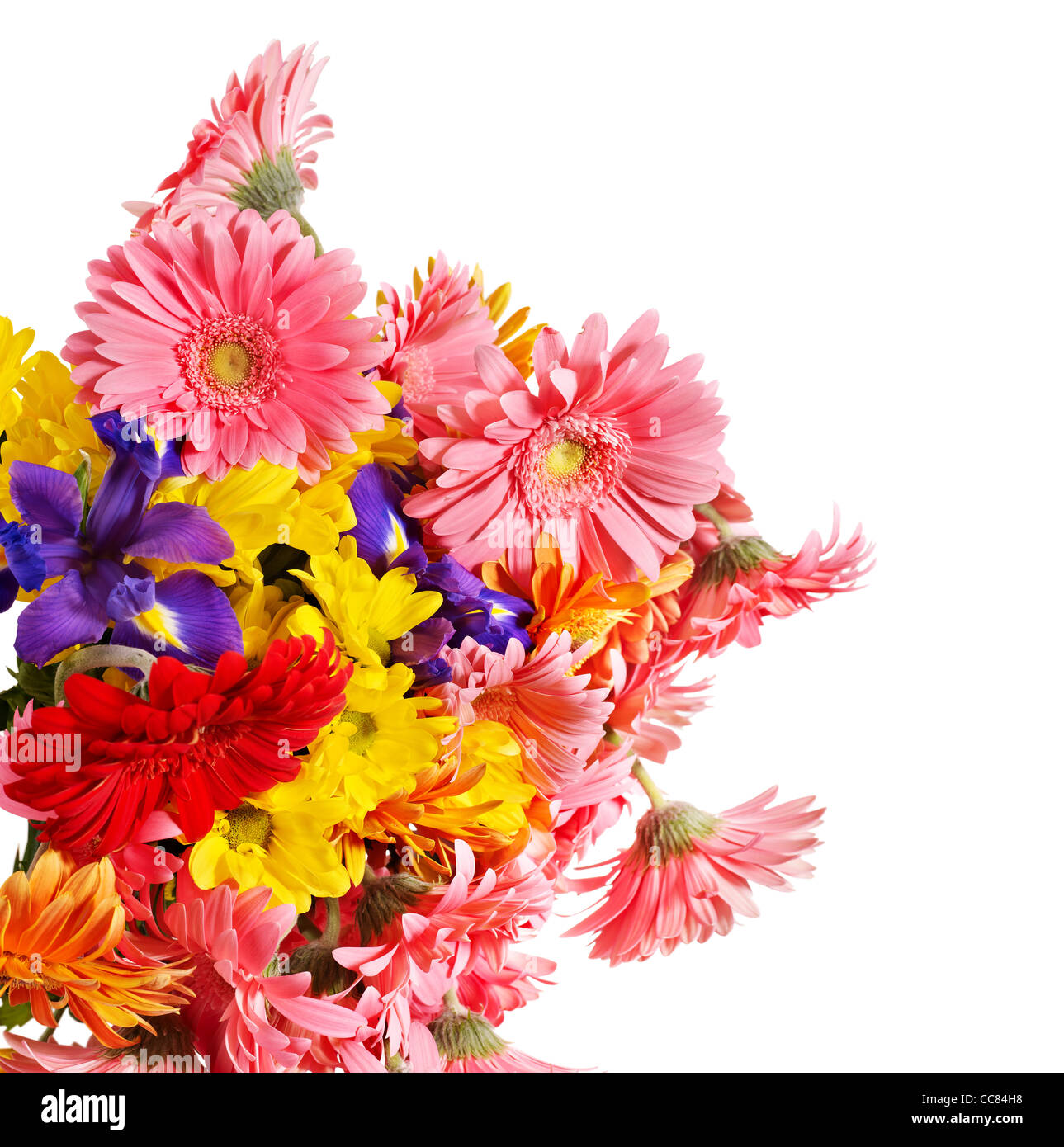 Group of gerbera flower head Stock Photo - Alamy