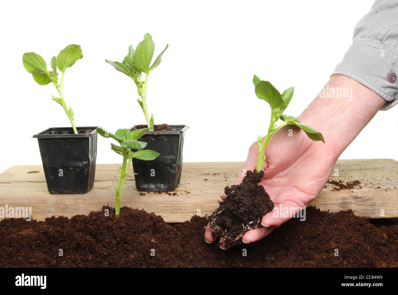 Hand planting a seedling broad bean plant into soil Stock Photo - Alamy