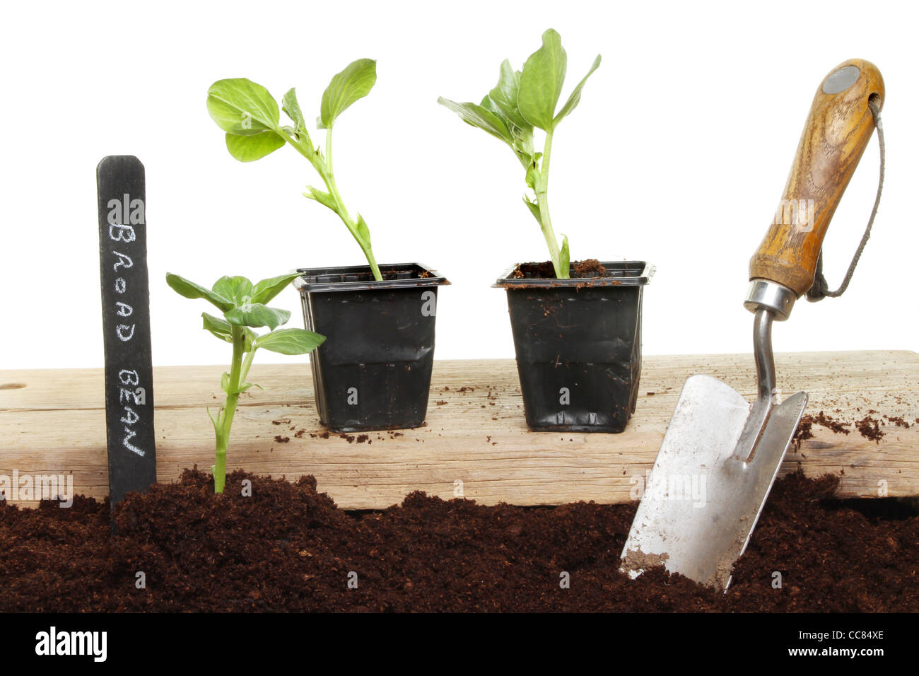 Planting seedling broad bean plants into soil Stock Photo - Alamy