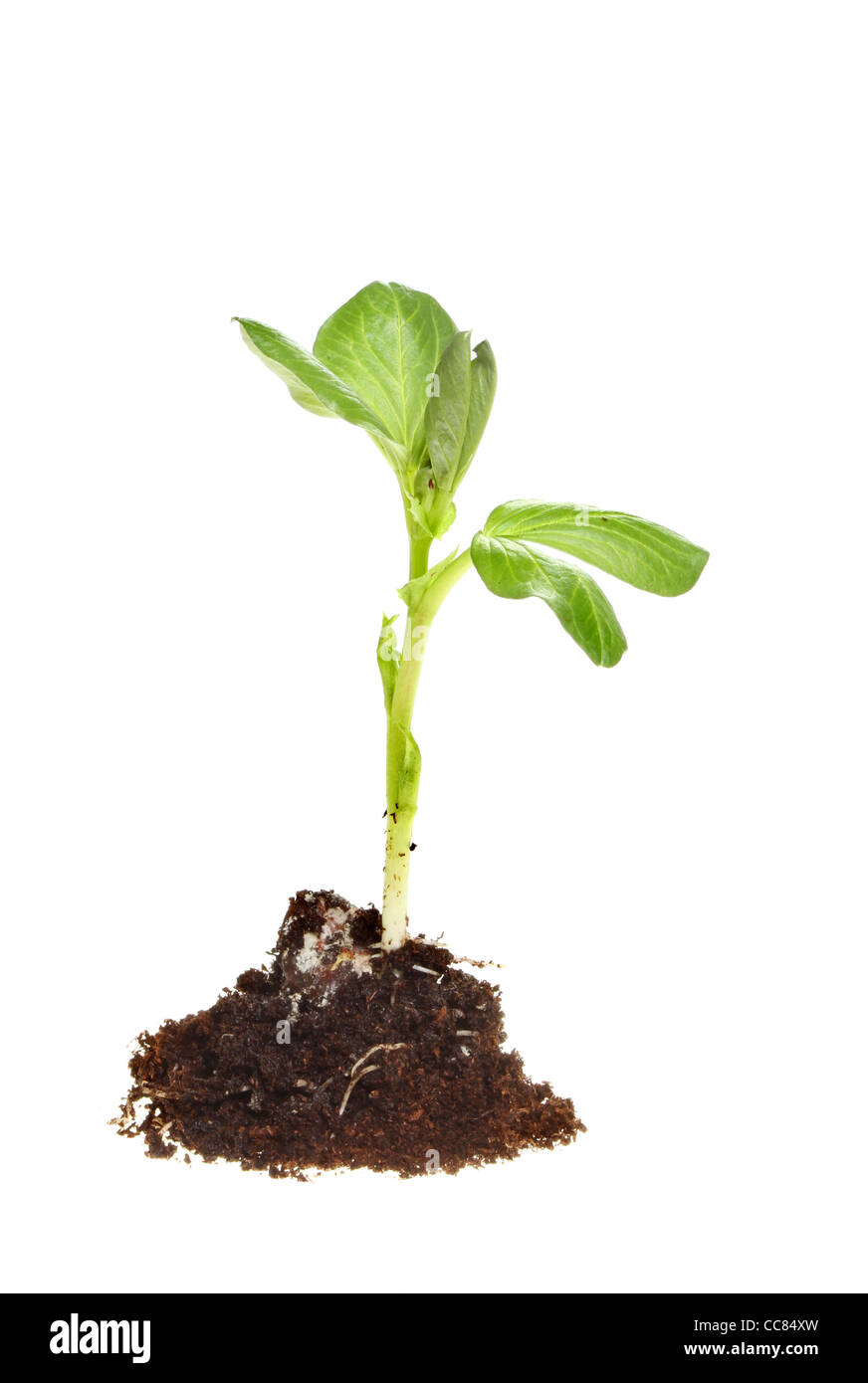 Small mound of earth Cut Out Stock Images & Pictures - Alamy