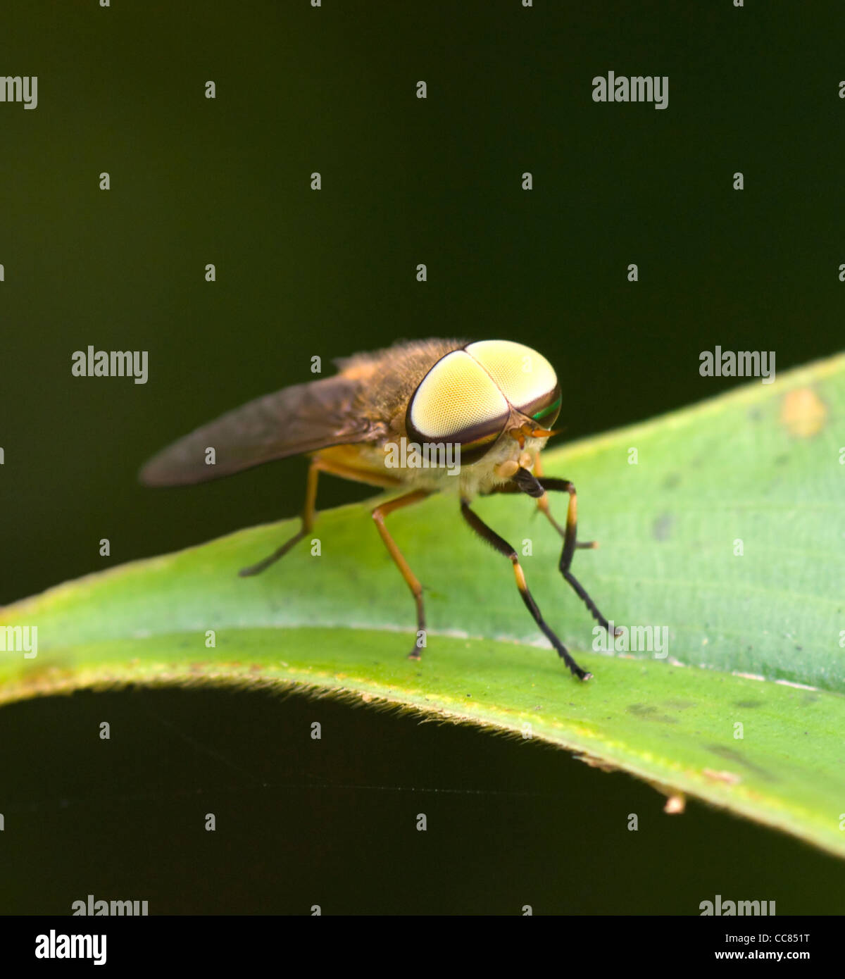Fly With Big Eyes High Resolution Stock Photography and Images - Alamy