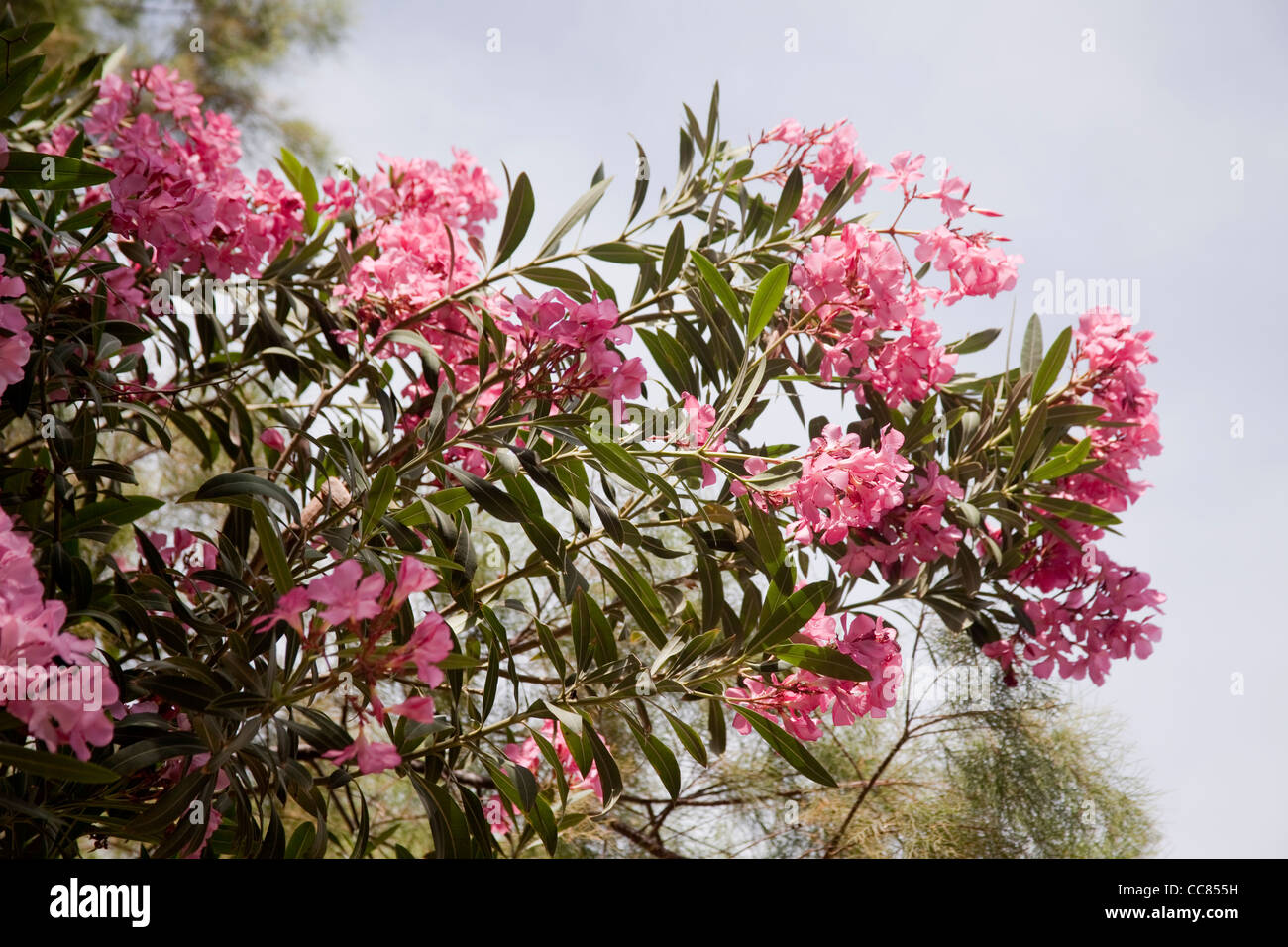 Flowering cherry tree blossom in Tel Aviv Israel Stock Photo - Alamy