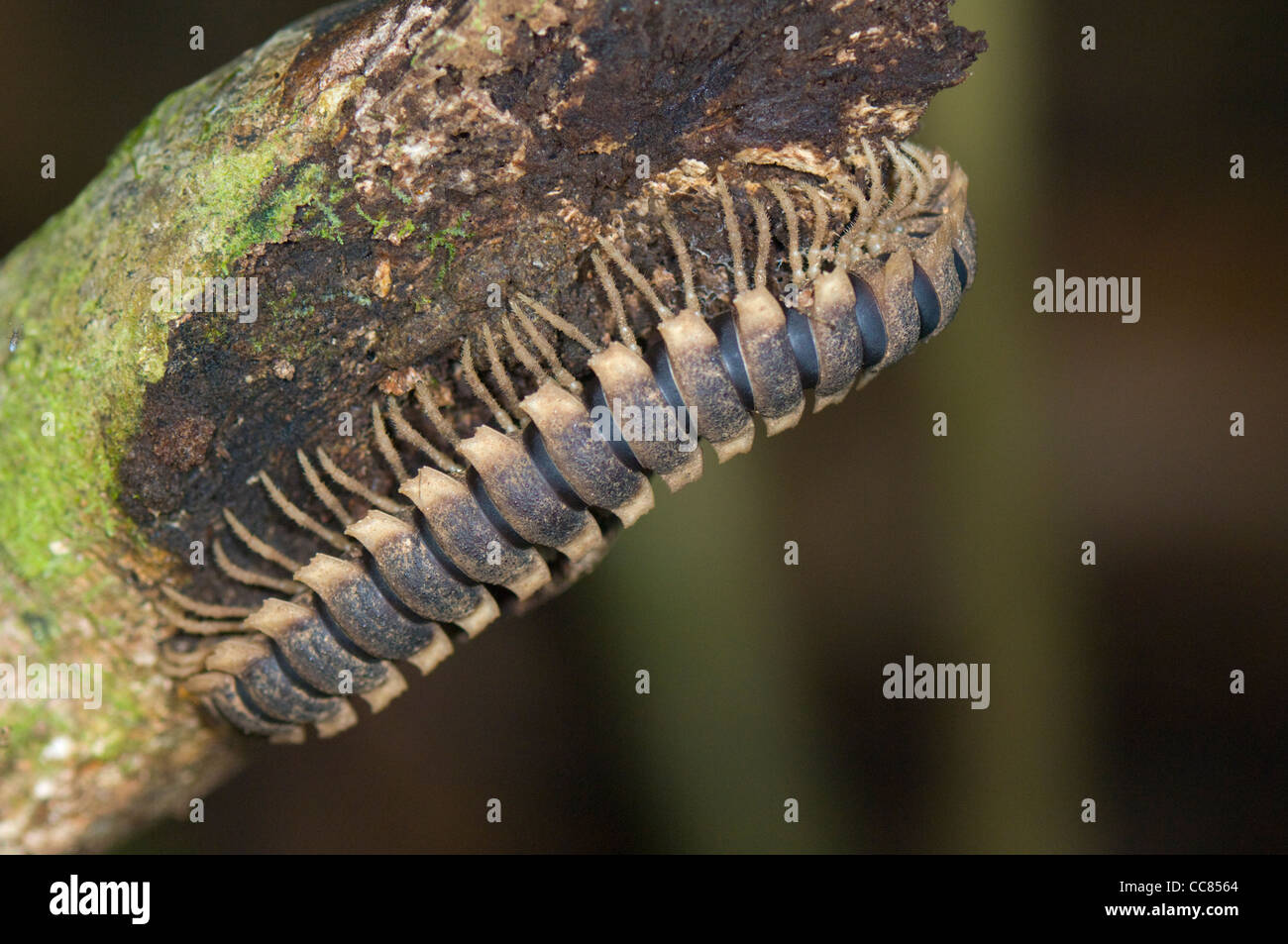Millipede hi-res stock photography and images - Alamy