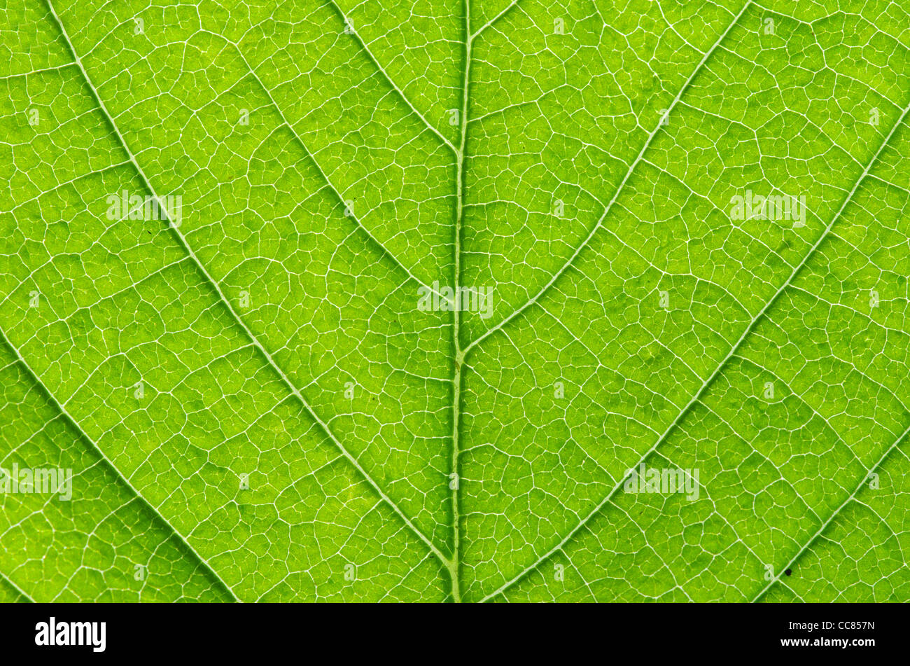 Structure of leaf hi-res stock photography and images - Alamy