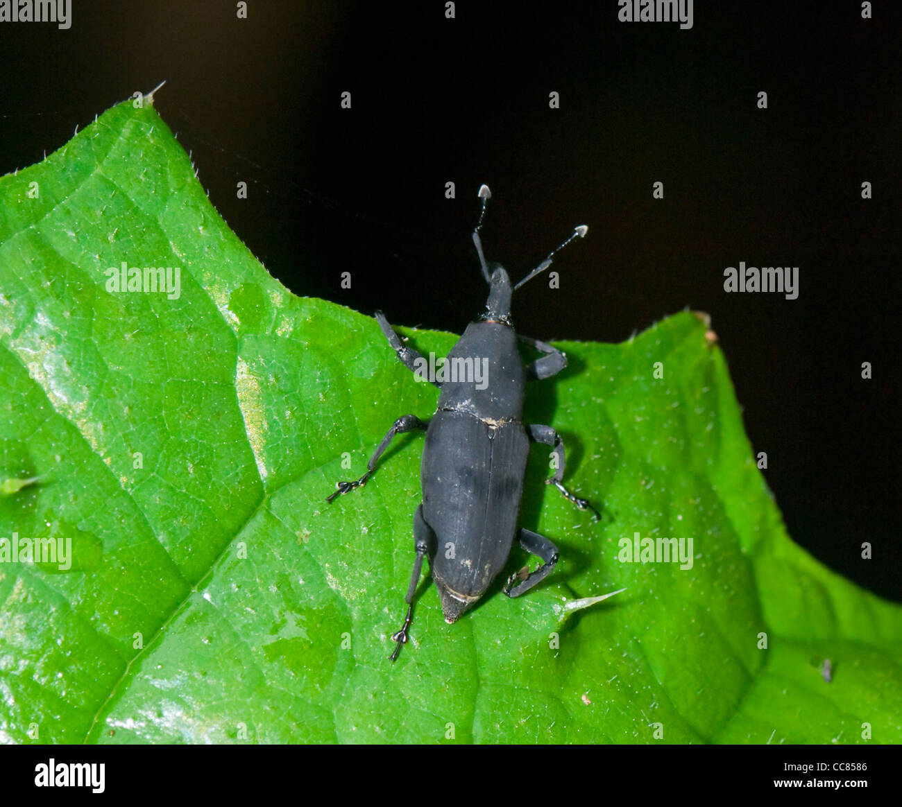 Weevil costa rica hi-res stock photography and images - Alamy