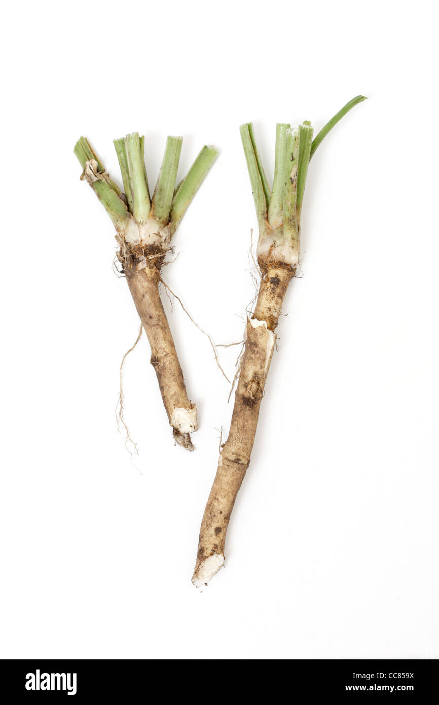 Two roots hi-res stock photography and images - Alamy