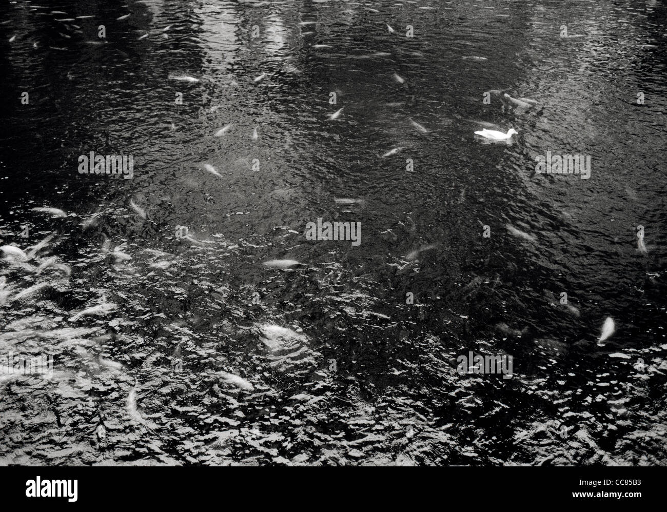 Duck swims amongst fish in water in Kuala Lumpur in Malaysia Southeast ...