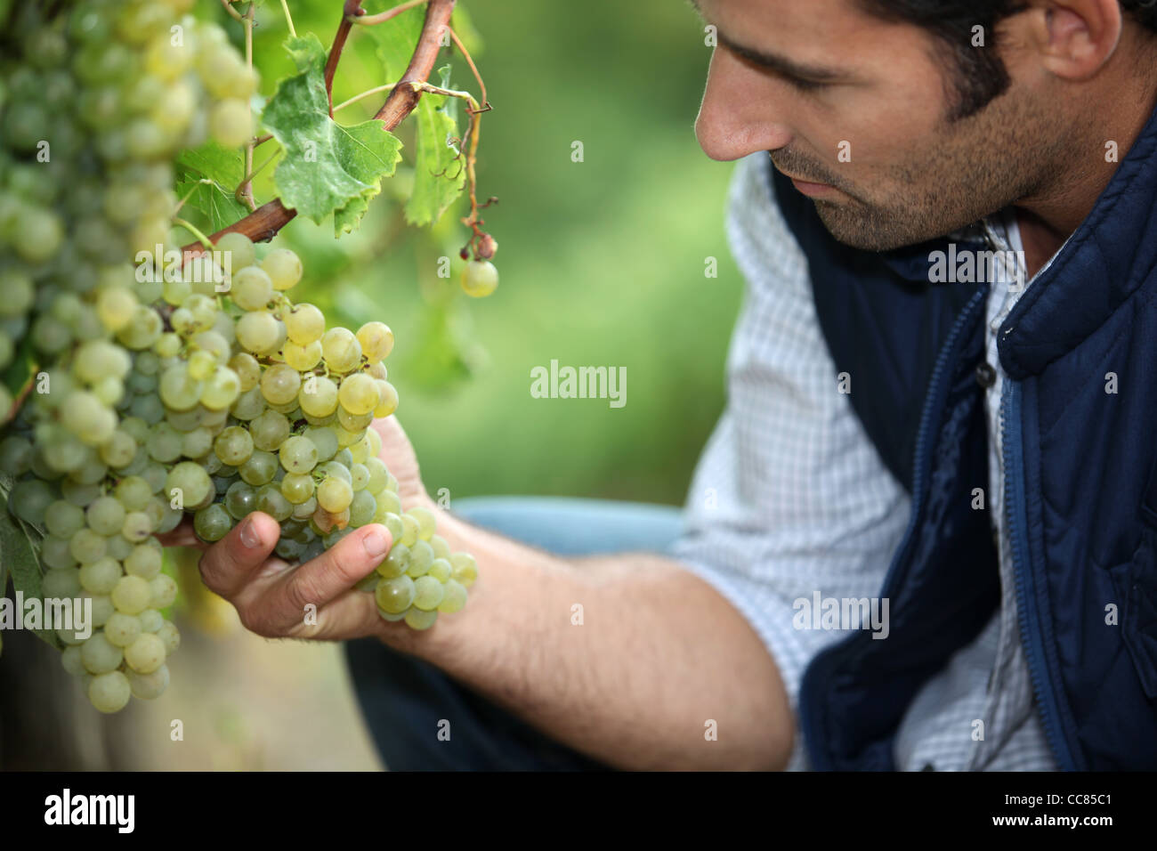 man working in a vineyard Stock Photo - Alamy