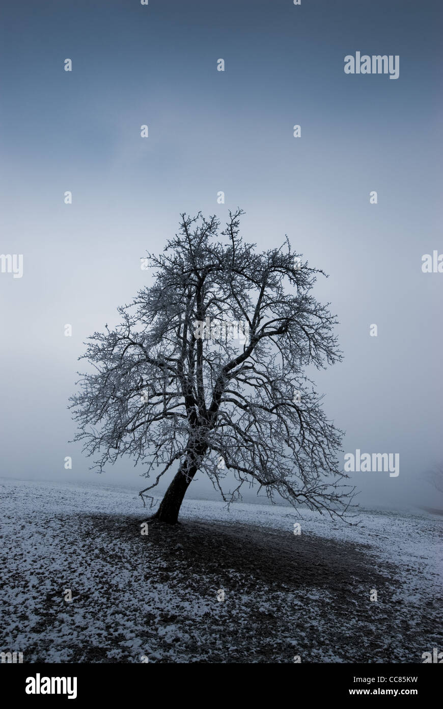 moody tree with mist in winter Stock Photo - Alamy