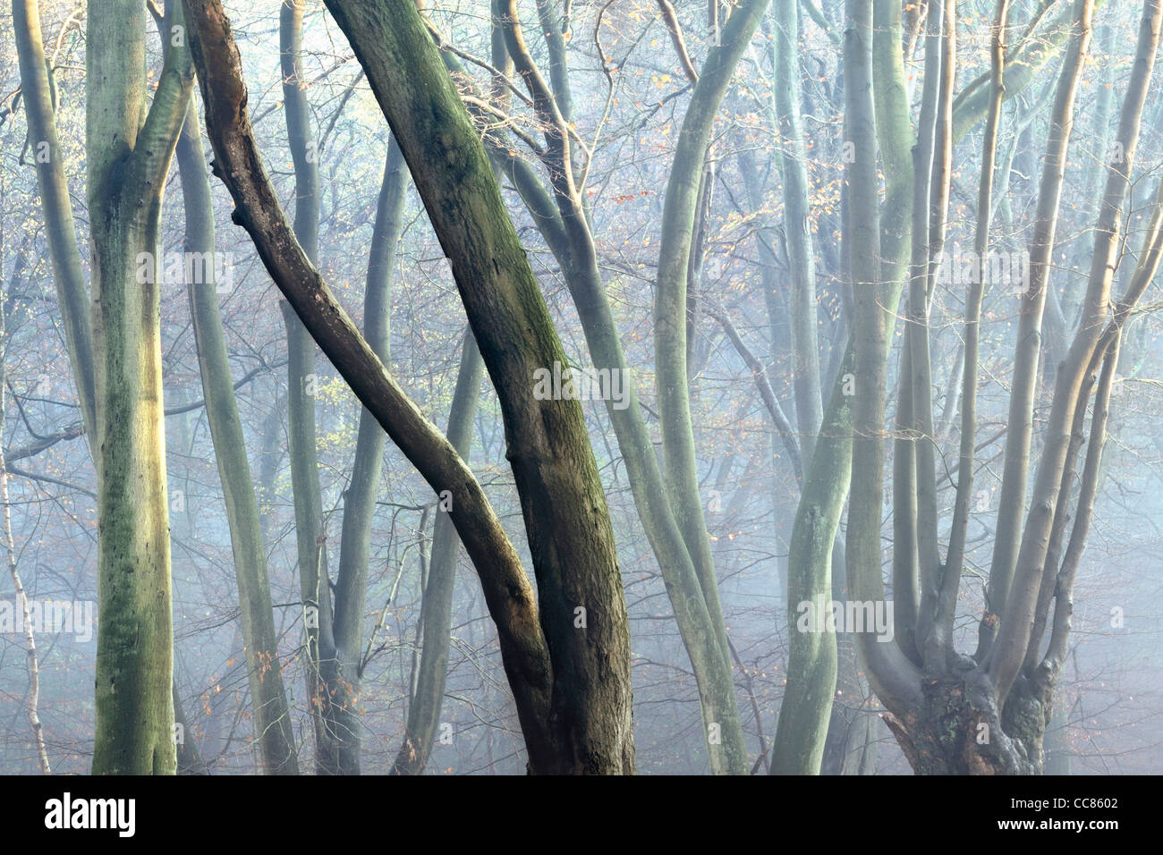 Epping forest hi-res stock photography and images - Alamy