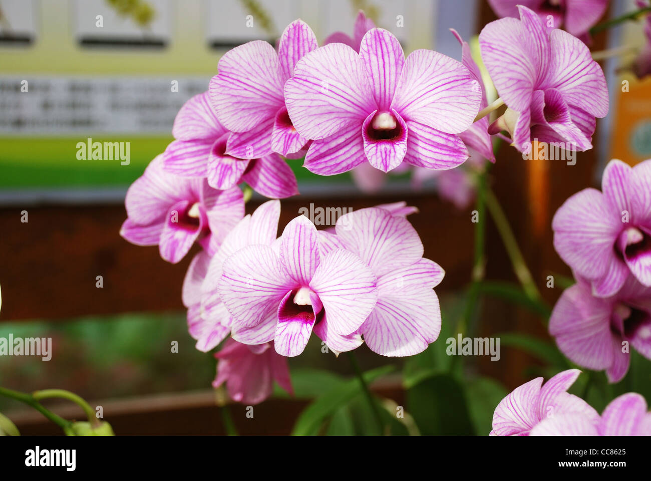 Striped orchids hi-res stock photography and images - Alamy