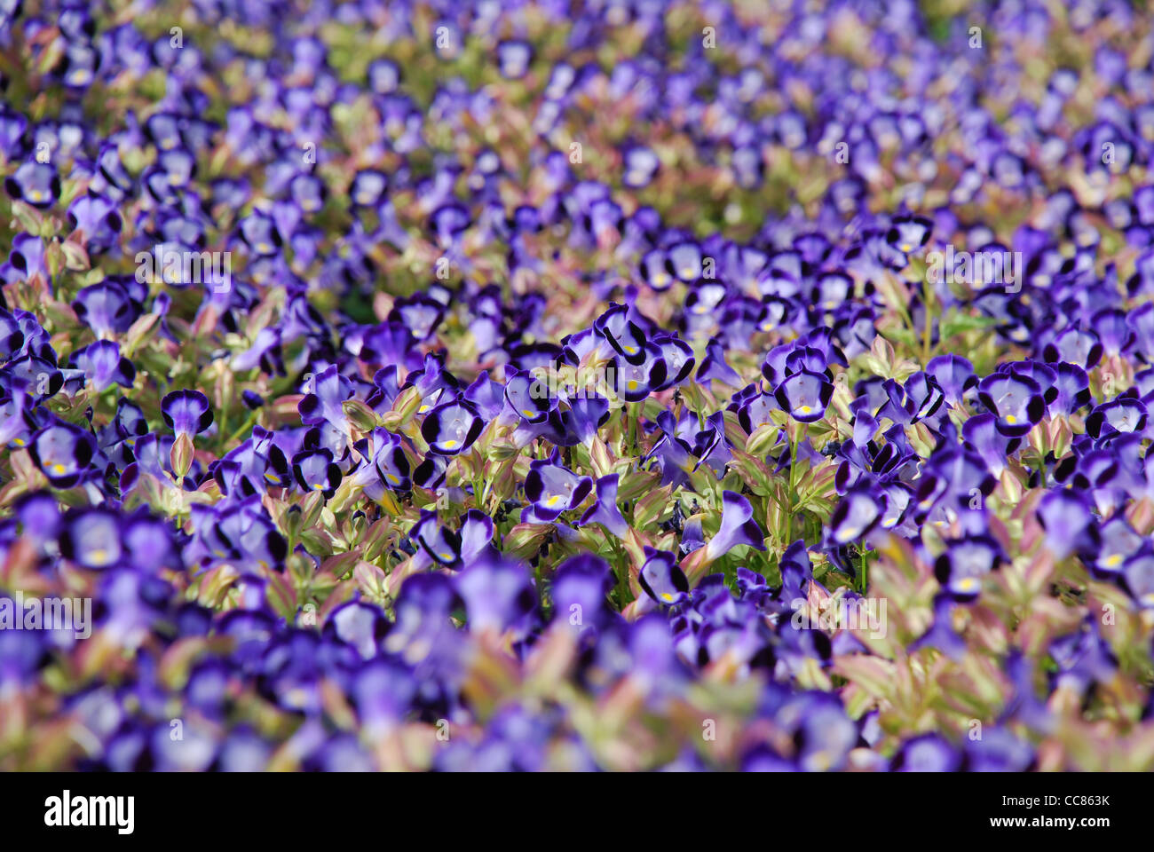 Blooming dense flowerbed of blue flowers Stock Photo - Alamy