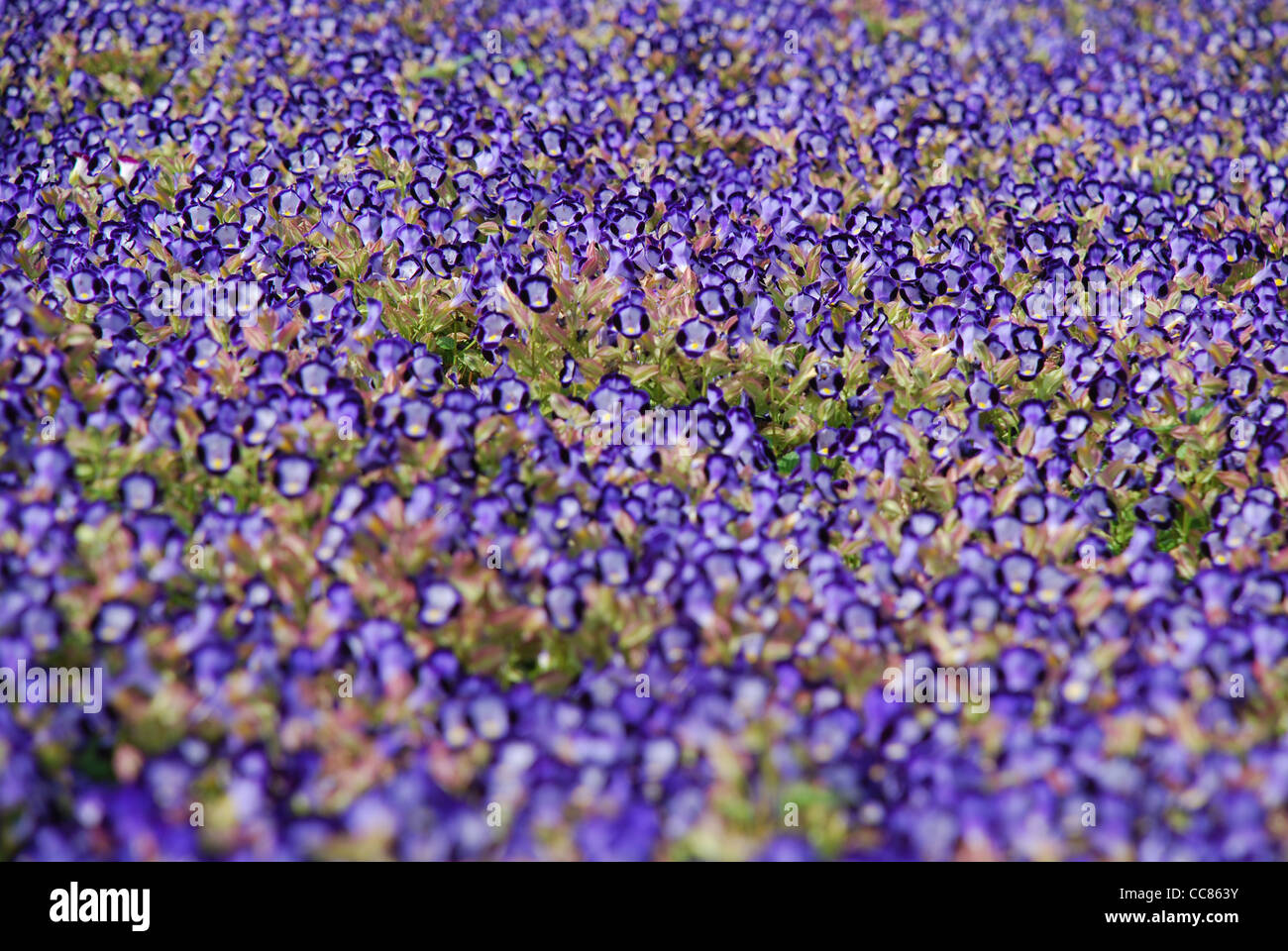 Blooming dense flowerbed of blue flowers Stock Photo - Alamy
