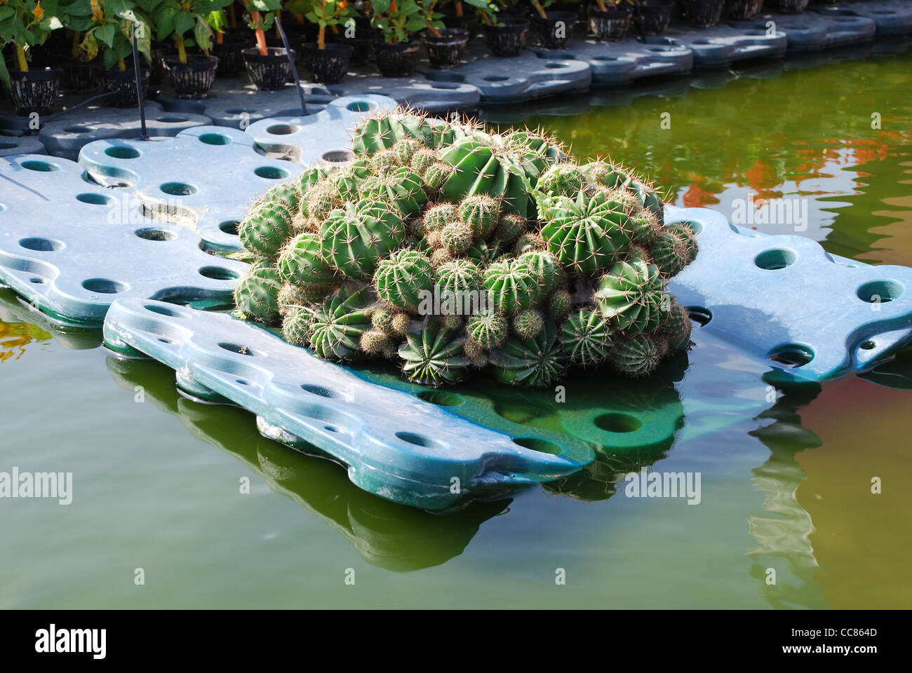 Cactuses floating in the pond Stock Photo - Alamy