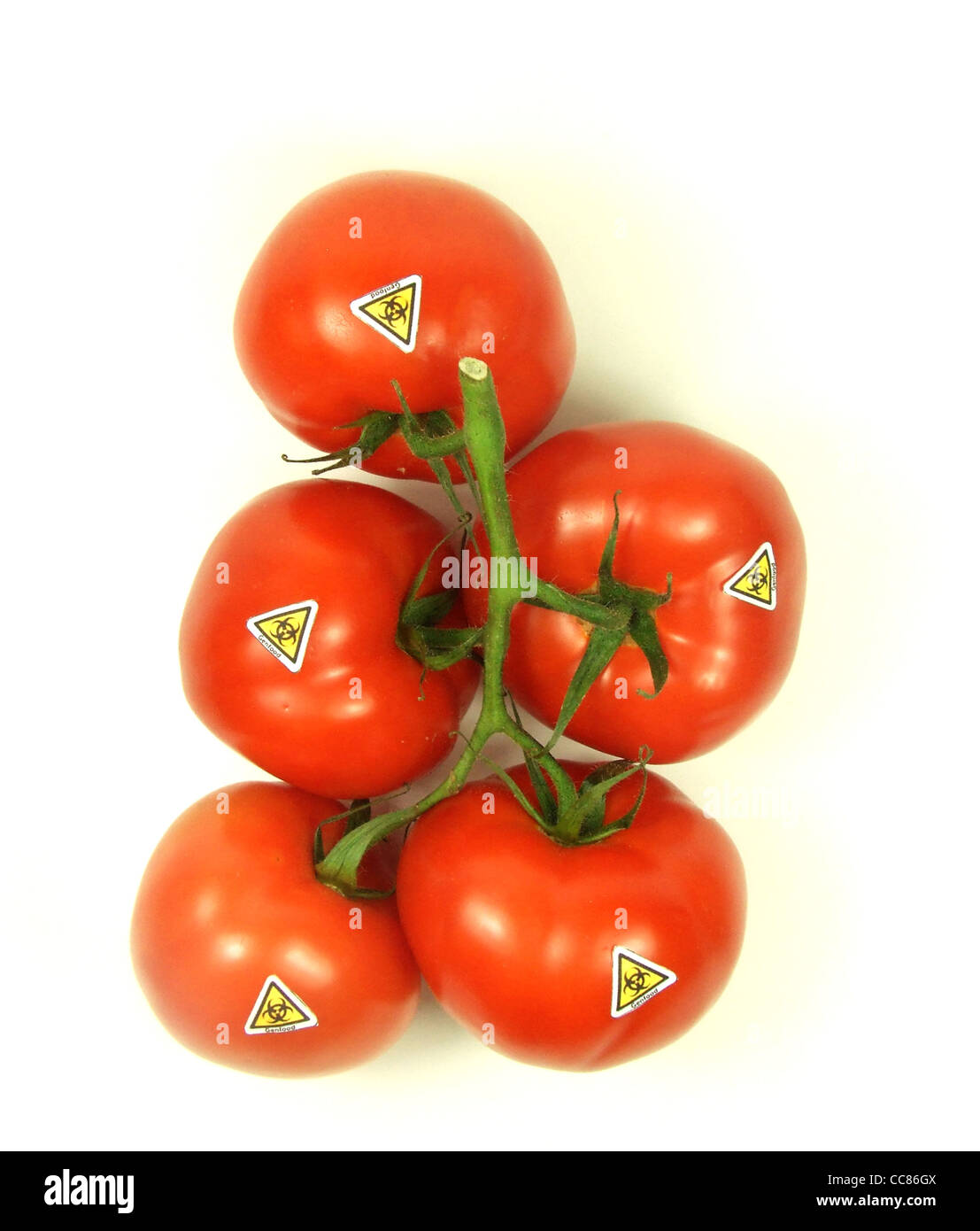 Genetic modification of red tomato Stock Photo - Alamy