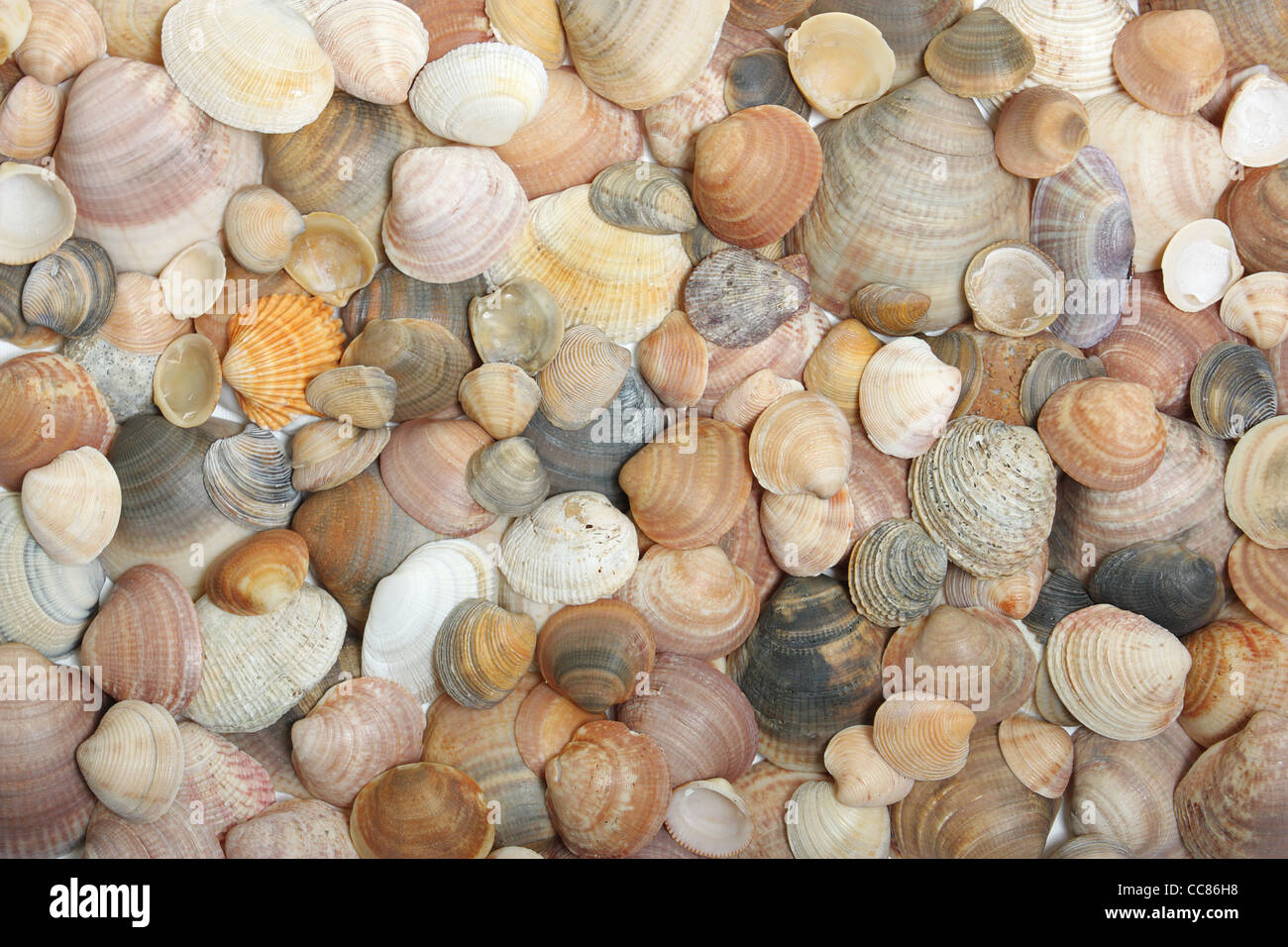 Wallpaper made by different kinds of clam shells, exhibiting different ...