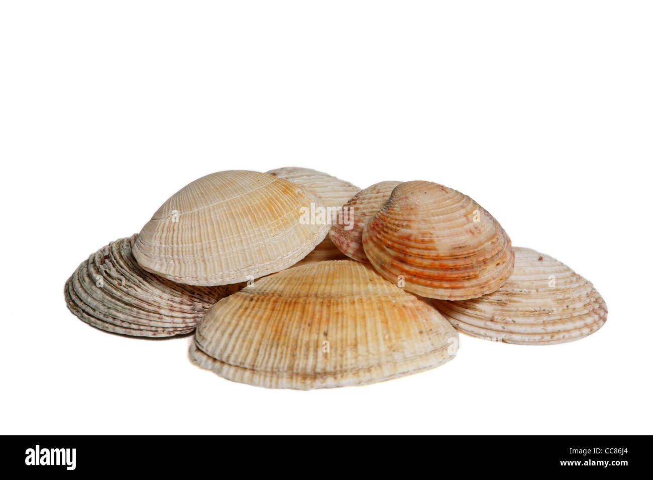Clam shells set on a white background to highlight the texture of the ...