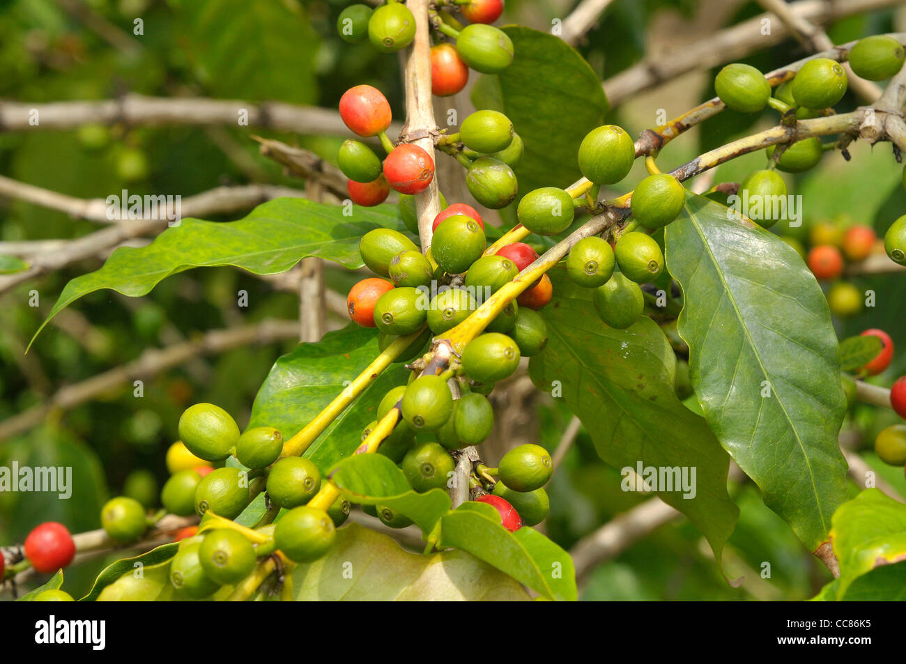 Bean point beach hi-res stock photography and images - Alamy