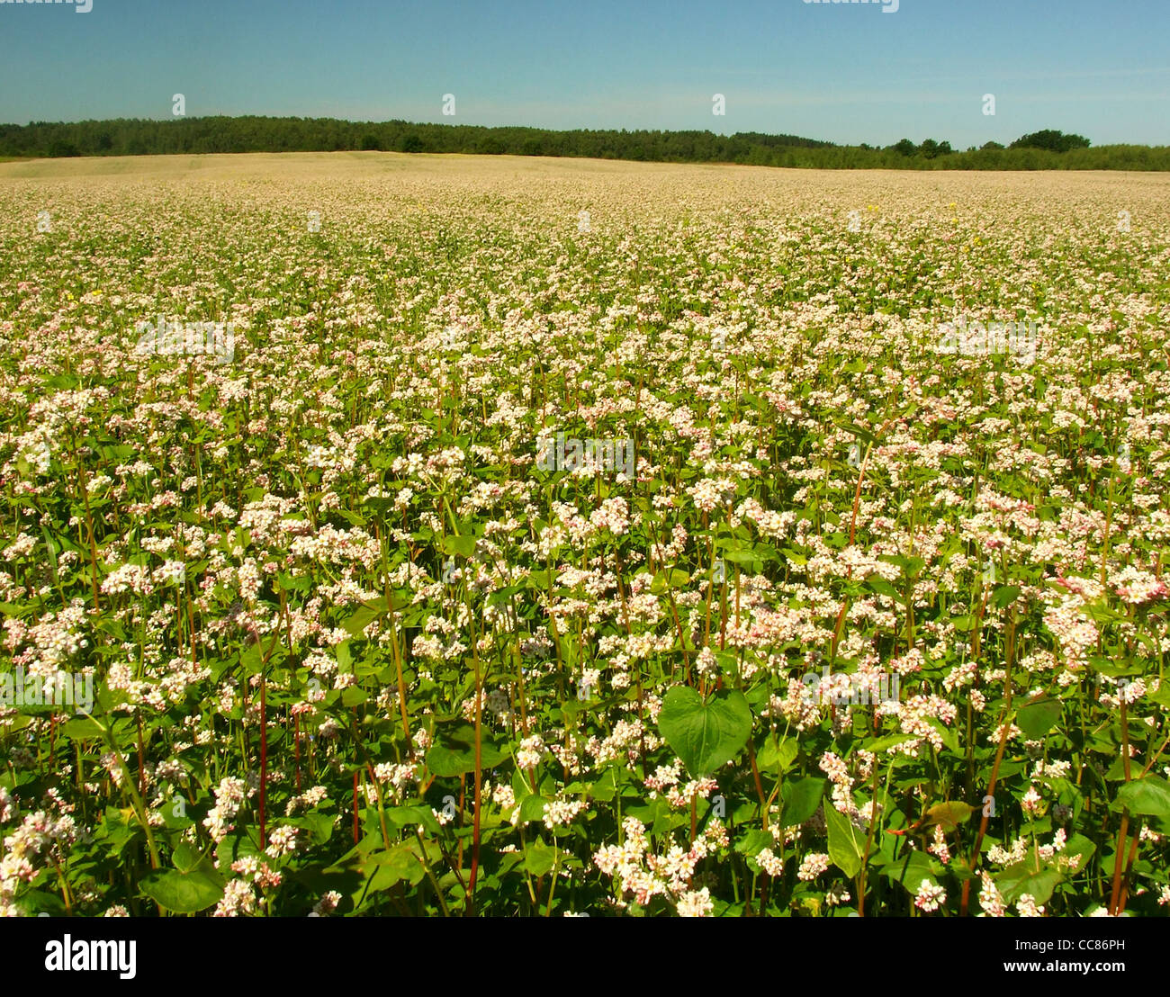 Buckwheat field over blue sky Stock Photo - Alamy