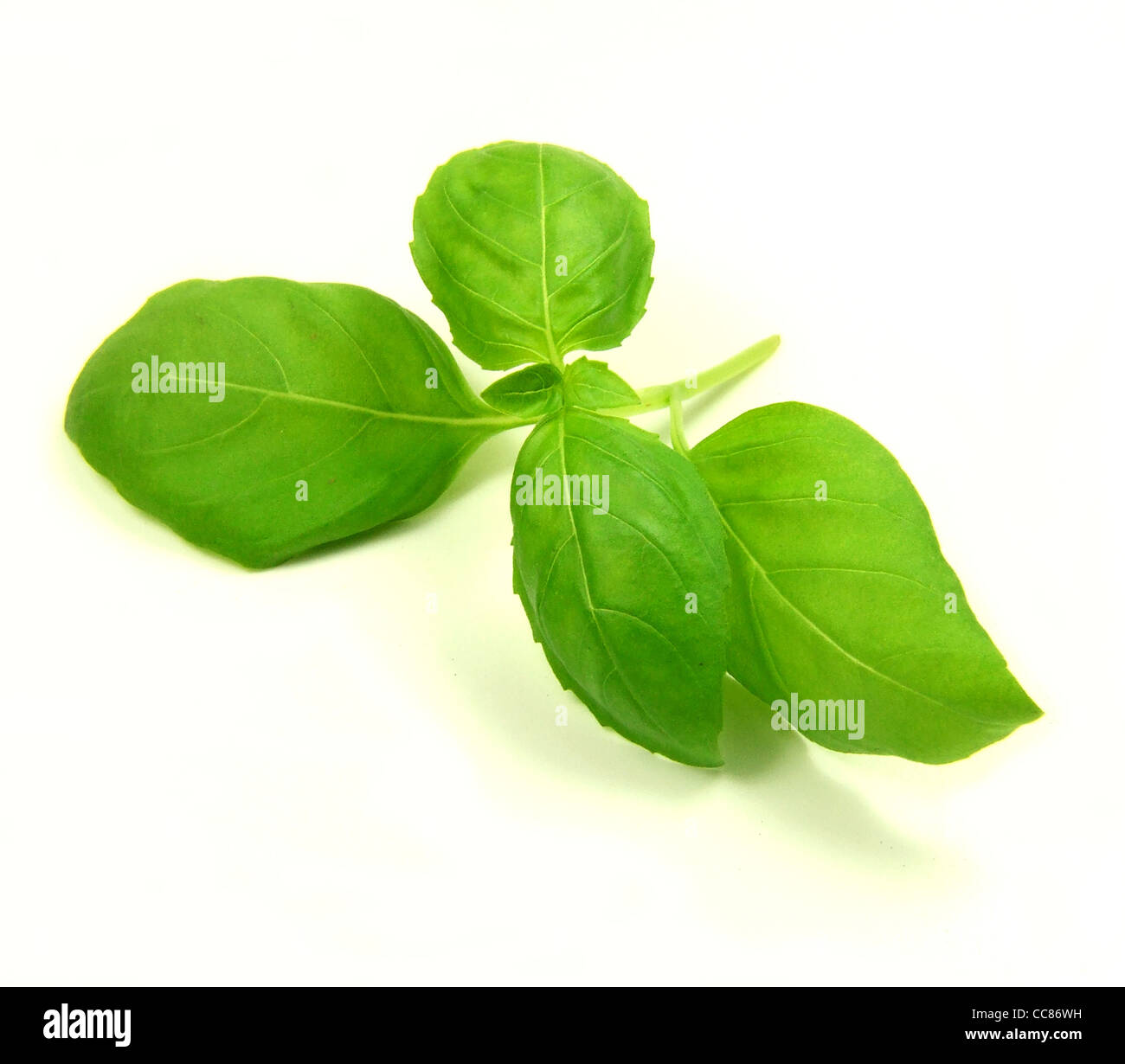 Leafs of basil Stock Photo - Alamy