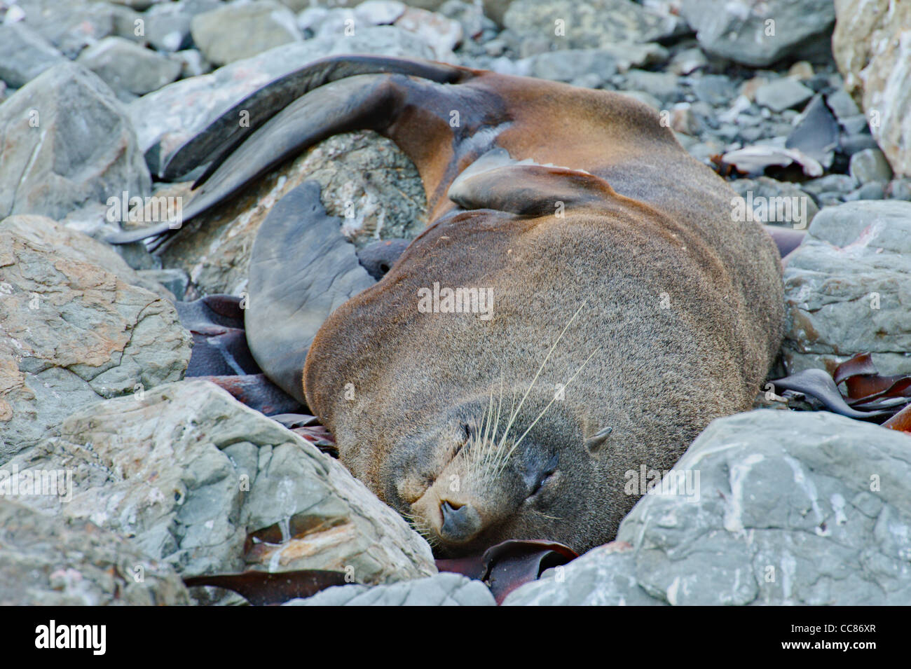 Dreaming seal hi-res stock photography and images - Alamy