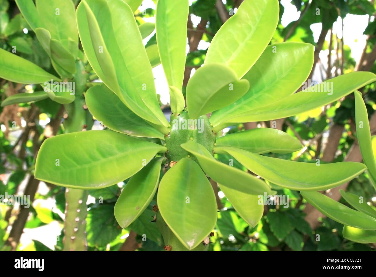 Cactus leaves hi-res stock photography and images - Alamy