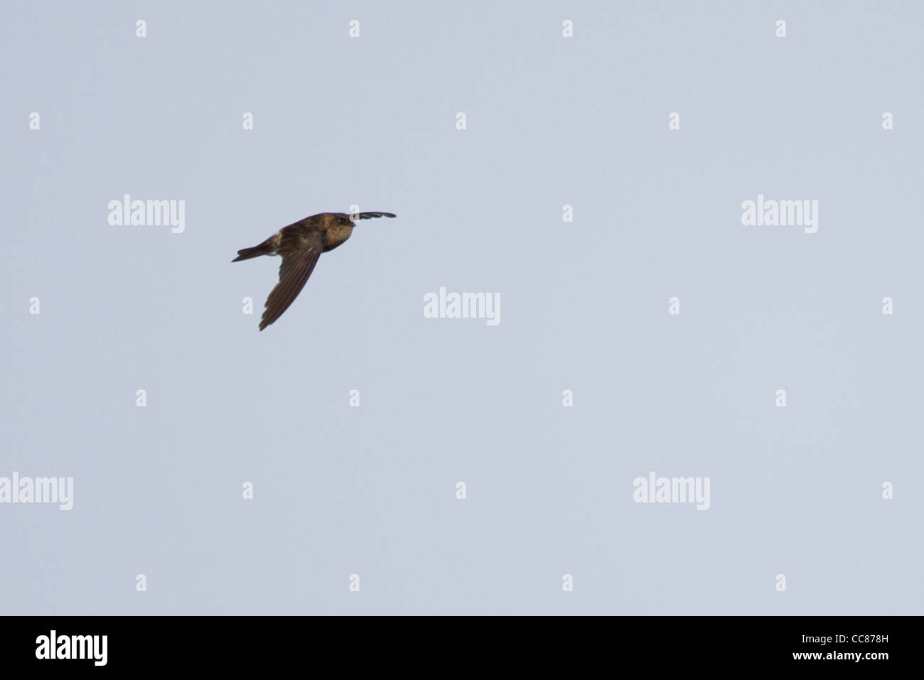 Palau Swiftlet (Aerodramus pelewensis), an endemic species, in flight ...