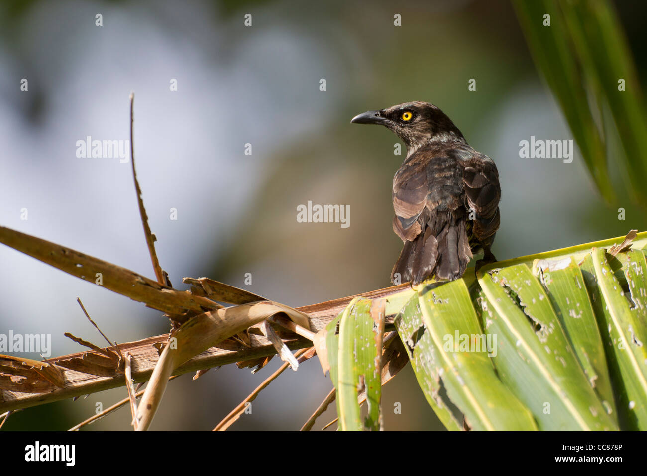 Micronesian starling hi-res stock photography and images - Alamy
