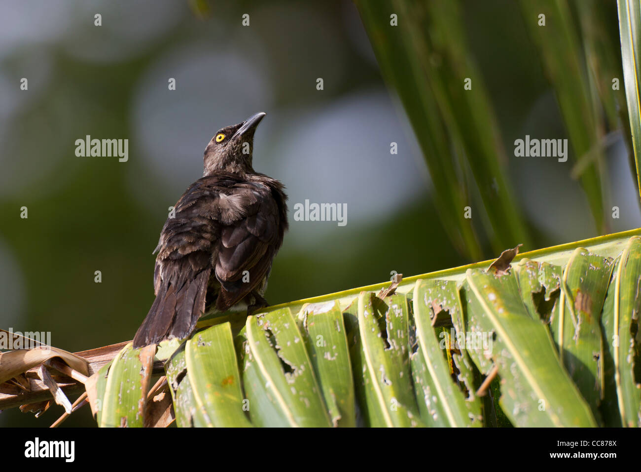 Micronesian starling hi-res stock photography and images - Alamy