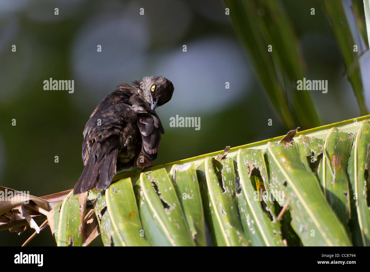 Micronesian starling hi-res stock photography and images - Alamy