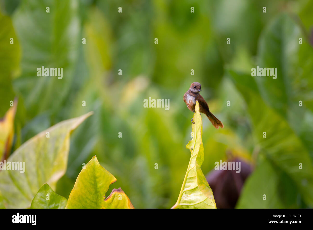 Palau Fantail (Rhipidura lepida), immature, an endemic species foraging ...