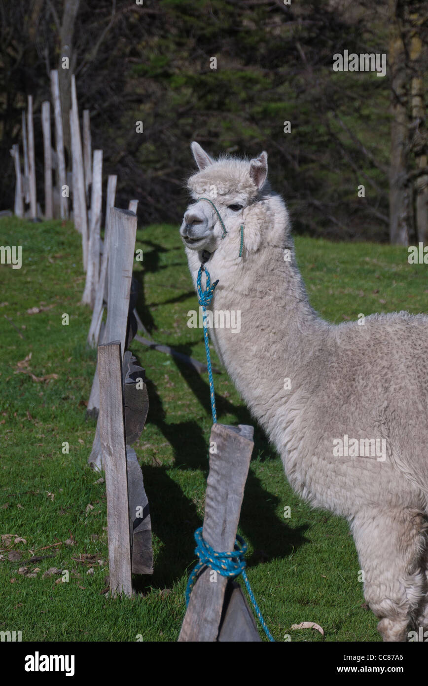 A llama is tied to a fence post while standing in a green pasture on ...