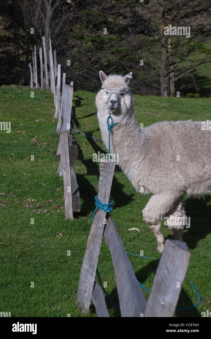 A llama is tied to a fence post while standing in a green pasture on ...