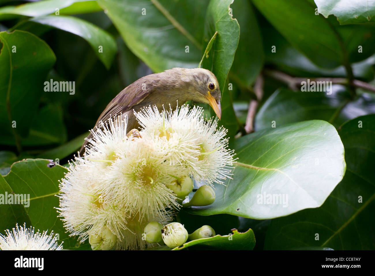 Giant White-eye (Megazosterops palauensis), an endangered endemic to Palau Stock Photo - Alamy