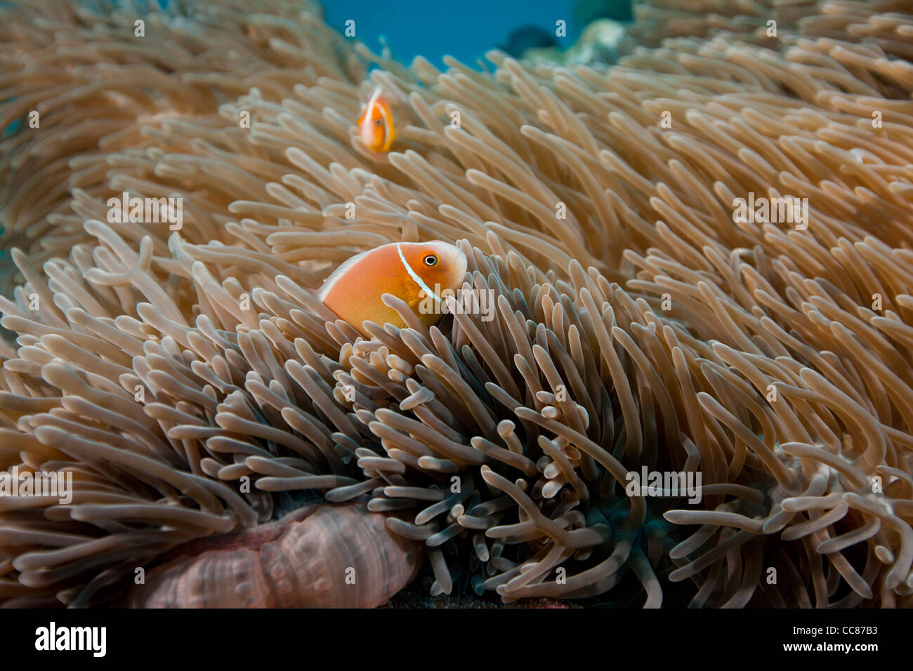 Anemone fish micronesia hi-res stock photography and images - Alamy