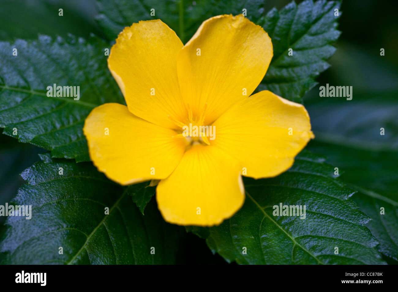 Yellow flower at the Dolphin Bay Resort on the island of Peleliu in the ...