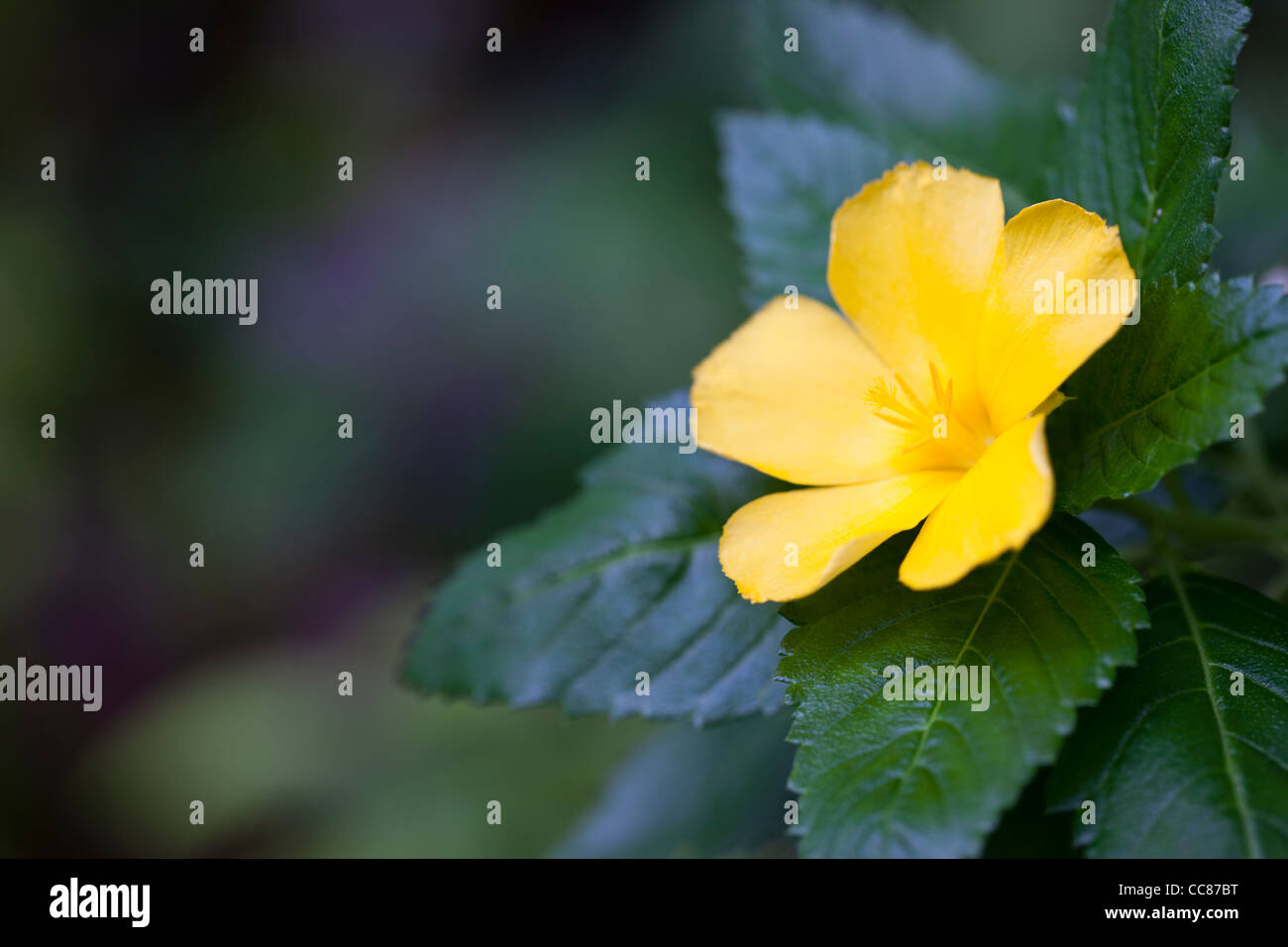 Yellow flower at the Dolphin Bay Resort on the island of Peleliu in the ...