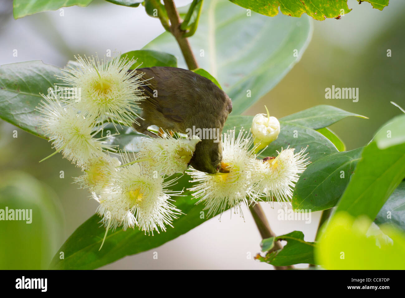 Giant White-eye (Megazosterops palauensis), an endangered endemic to Palau Stock Photo - Alamy