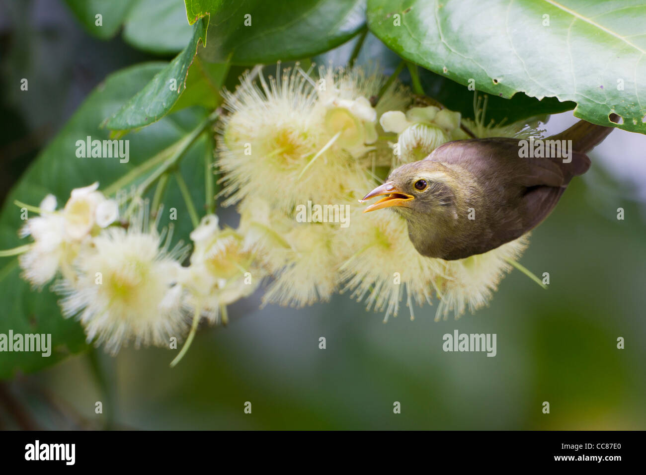 Giant White-eye (Megazosterops palauensis), an endangered endemic to Palau Stock Photo - Alamy