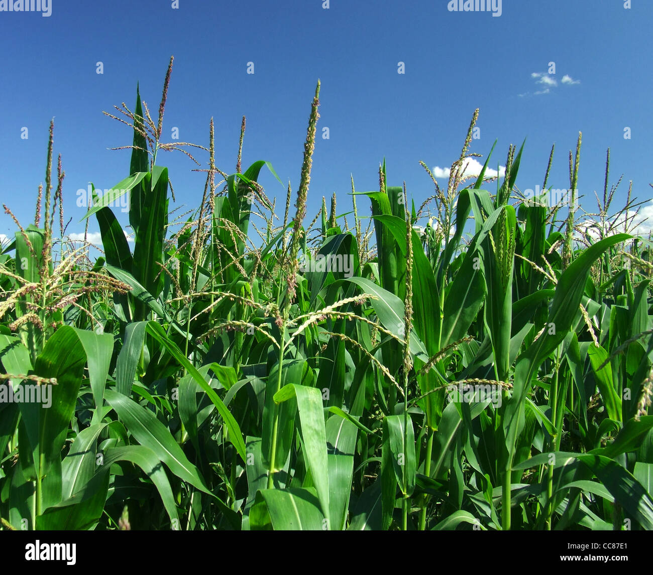 Corn blades hi-res stock photography and images - Alamy