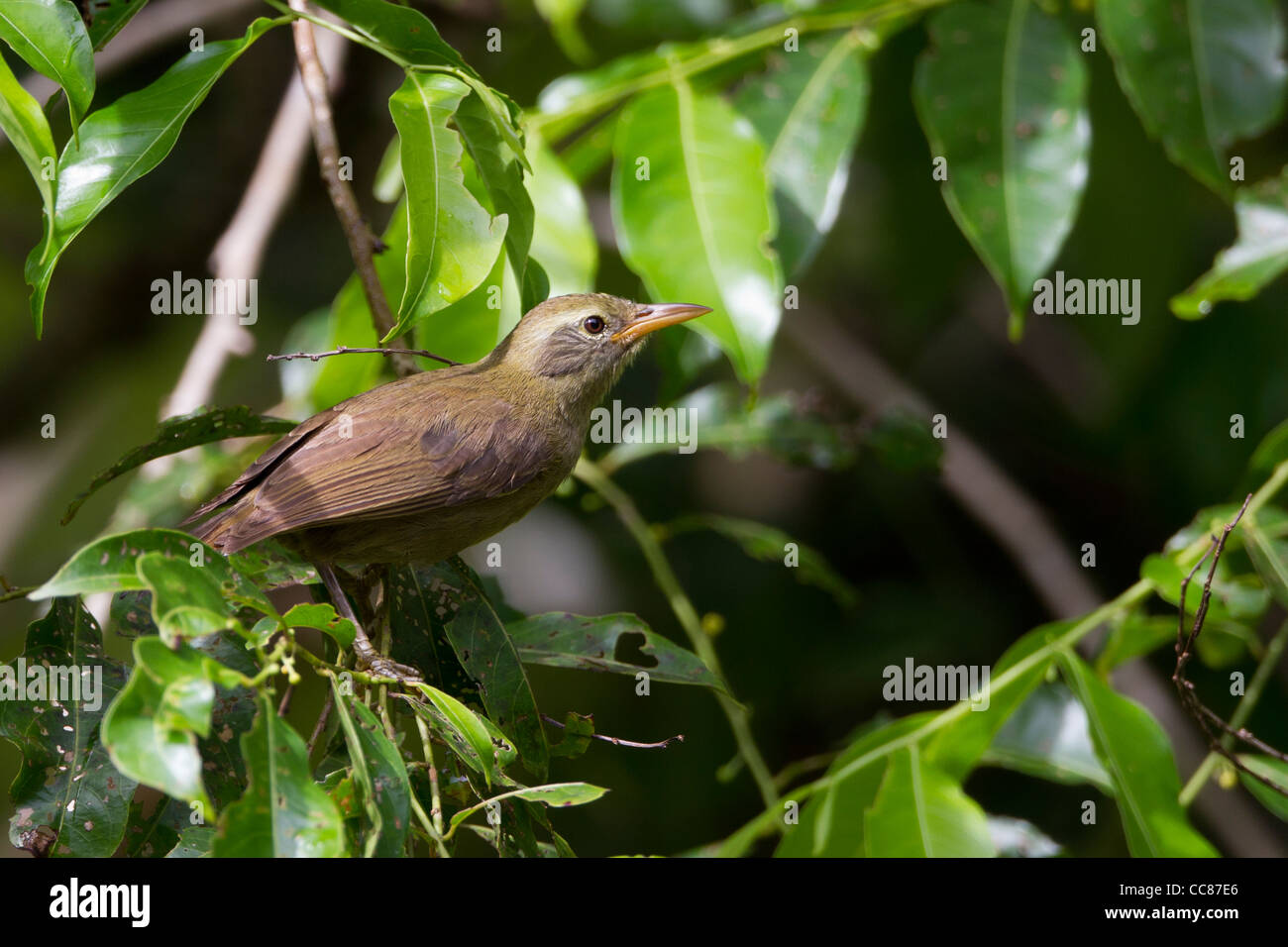 Giant White-eye (Megazosterops palauensis), an endangered endemic to Palau Stock Photo - Alamy