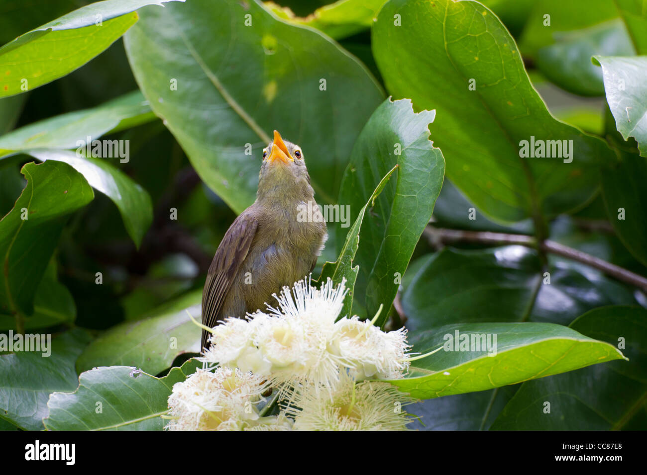 Giant White-eye (Megazosterops palauensis), an endangered endemic to Palau Stock Photo - Alamy