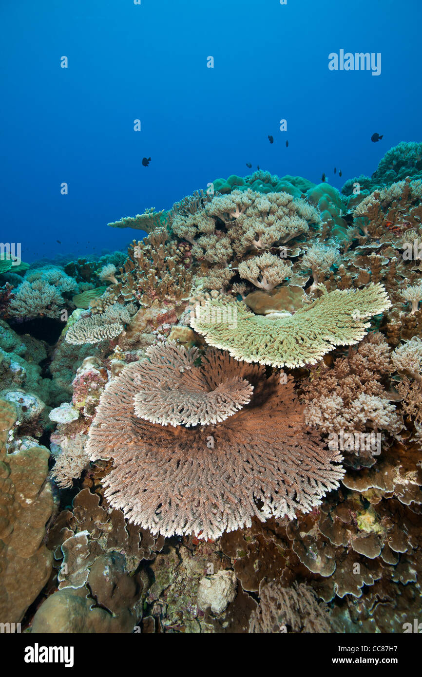 A tropical coral reef off the islands of Palau in Micronesia Stock ...